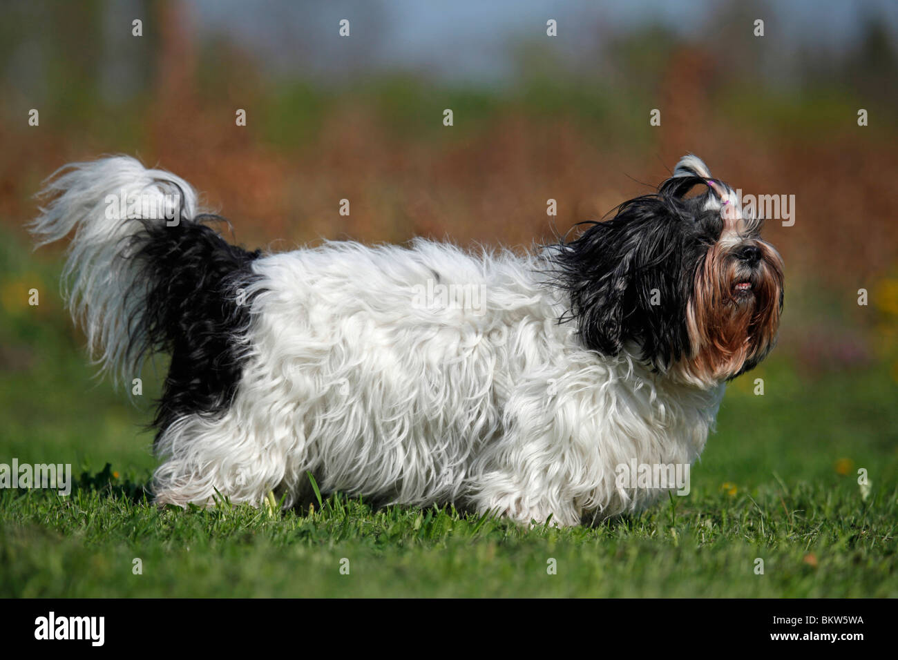 stehender Lhasa Apso / standing Lhasa Apso Stock Photo - Alamy