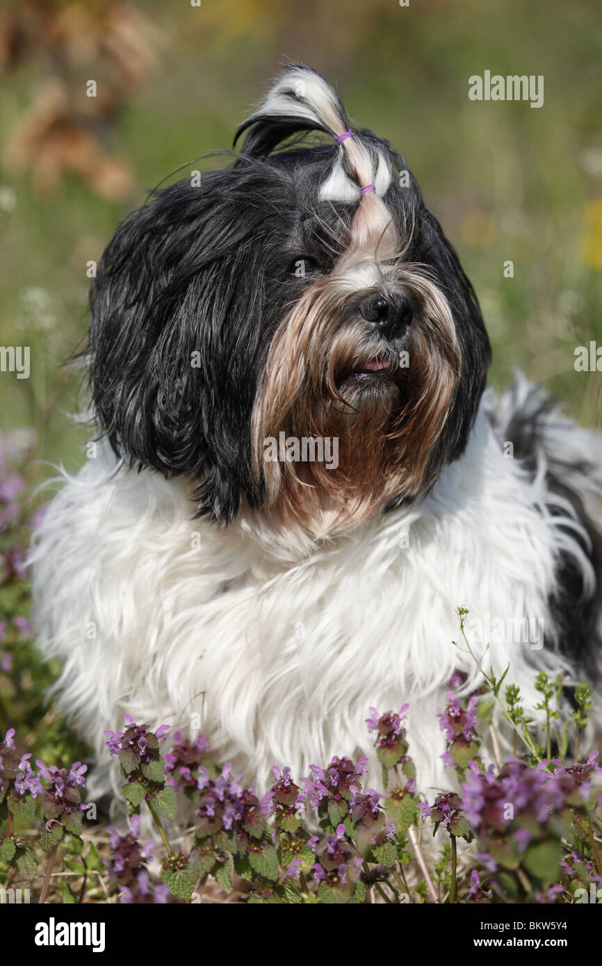 Lhasas hi-res stock photography and images - Alamy