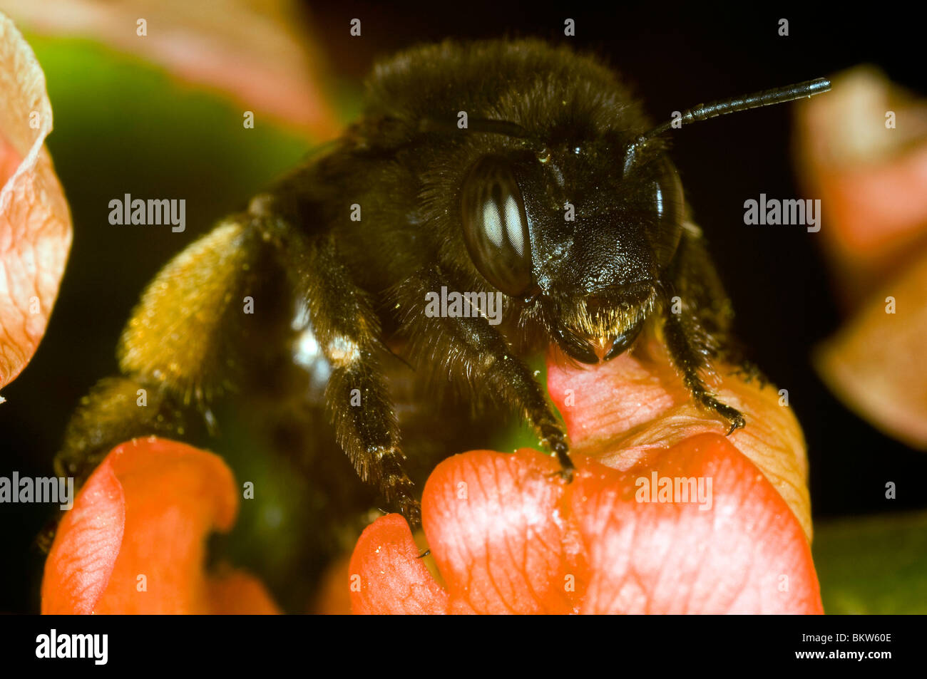 hairy footed flower bee Anthophora plumipes. Female, close up, face on ...