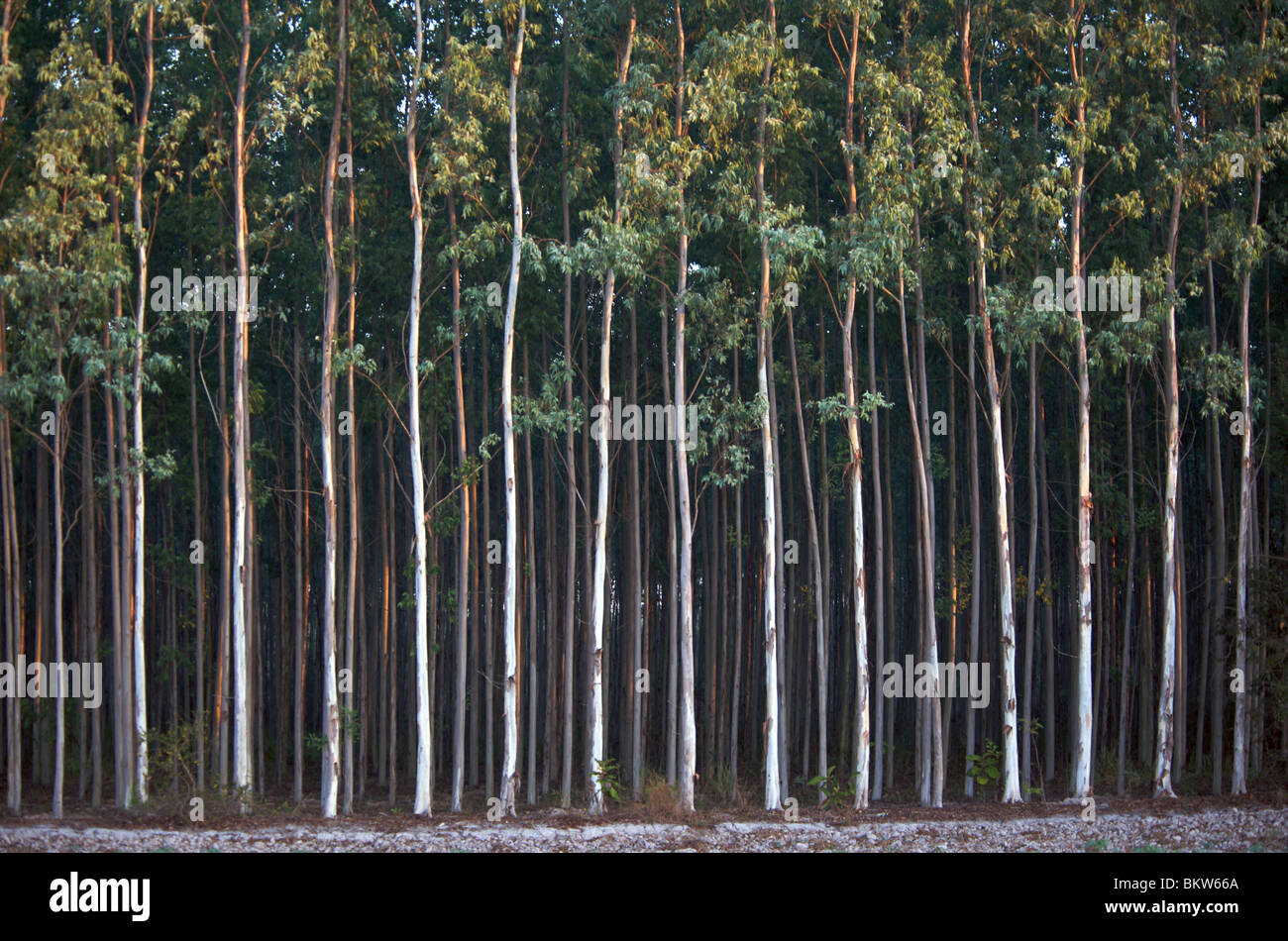 Stands of Eucalyptus trees being grown for paper pulp in Thailand Stock ...