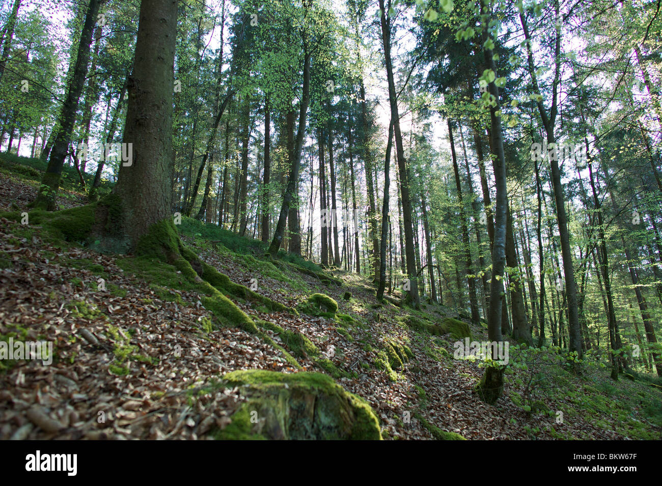 In deep German forest Stock Photo - Alamy