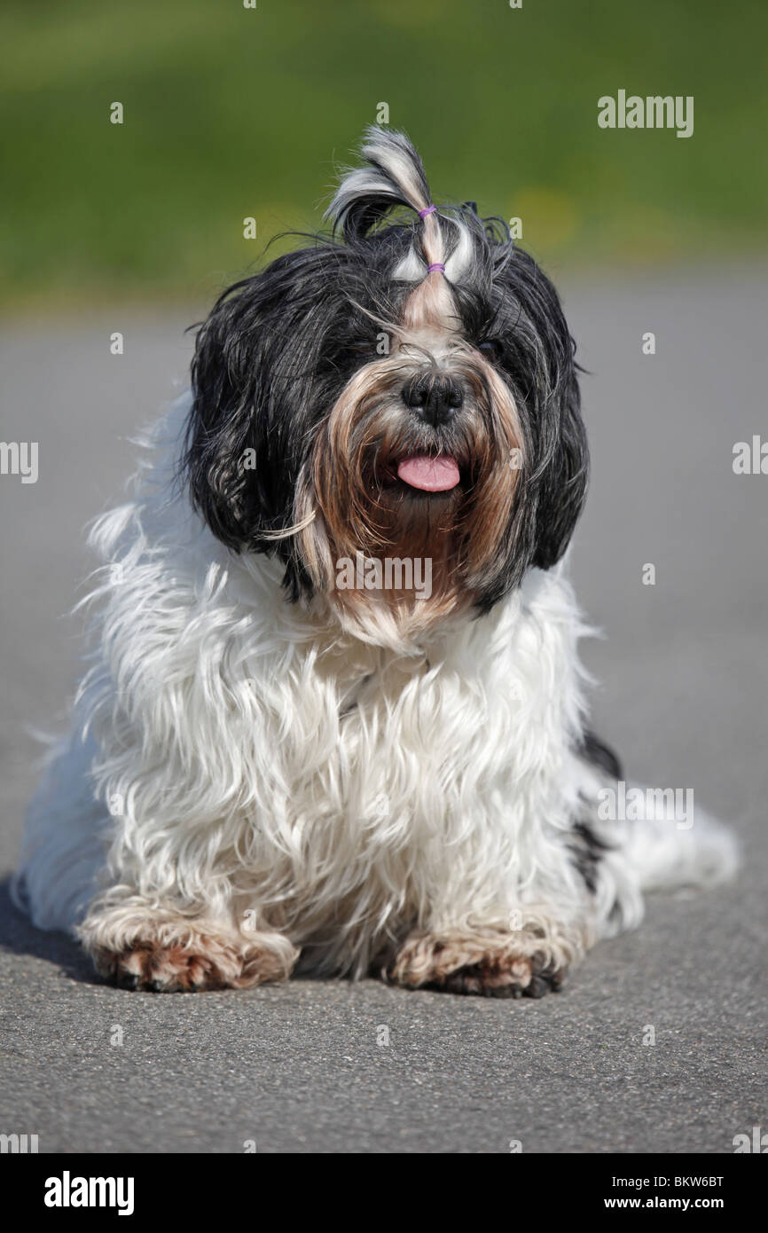 Lhasas hi-res stock photography and images - Alamy