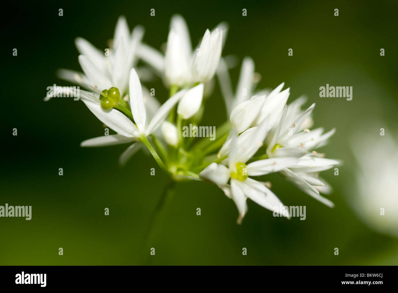 Deciduous forest ireland hi-res stock photography and images - Alamy