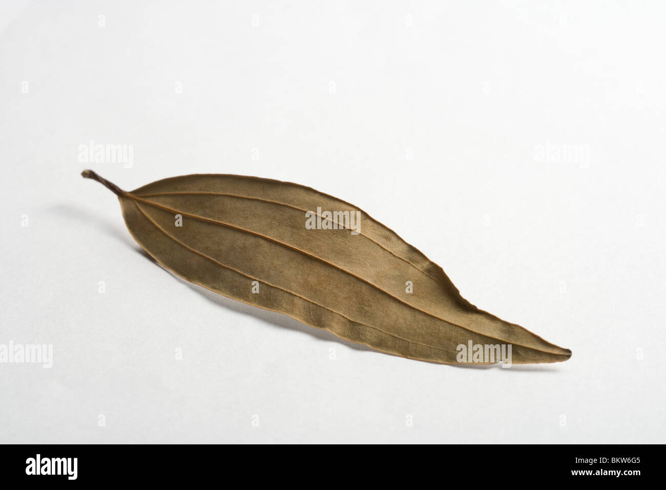 One bay leaf Stock Photo - Alamy