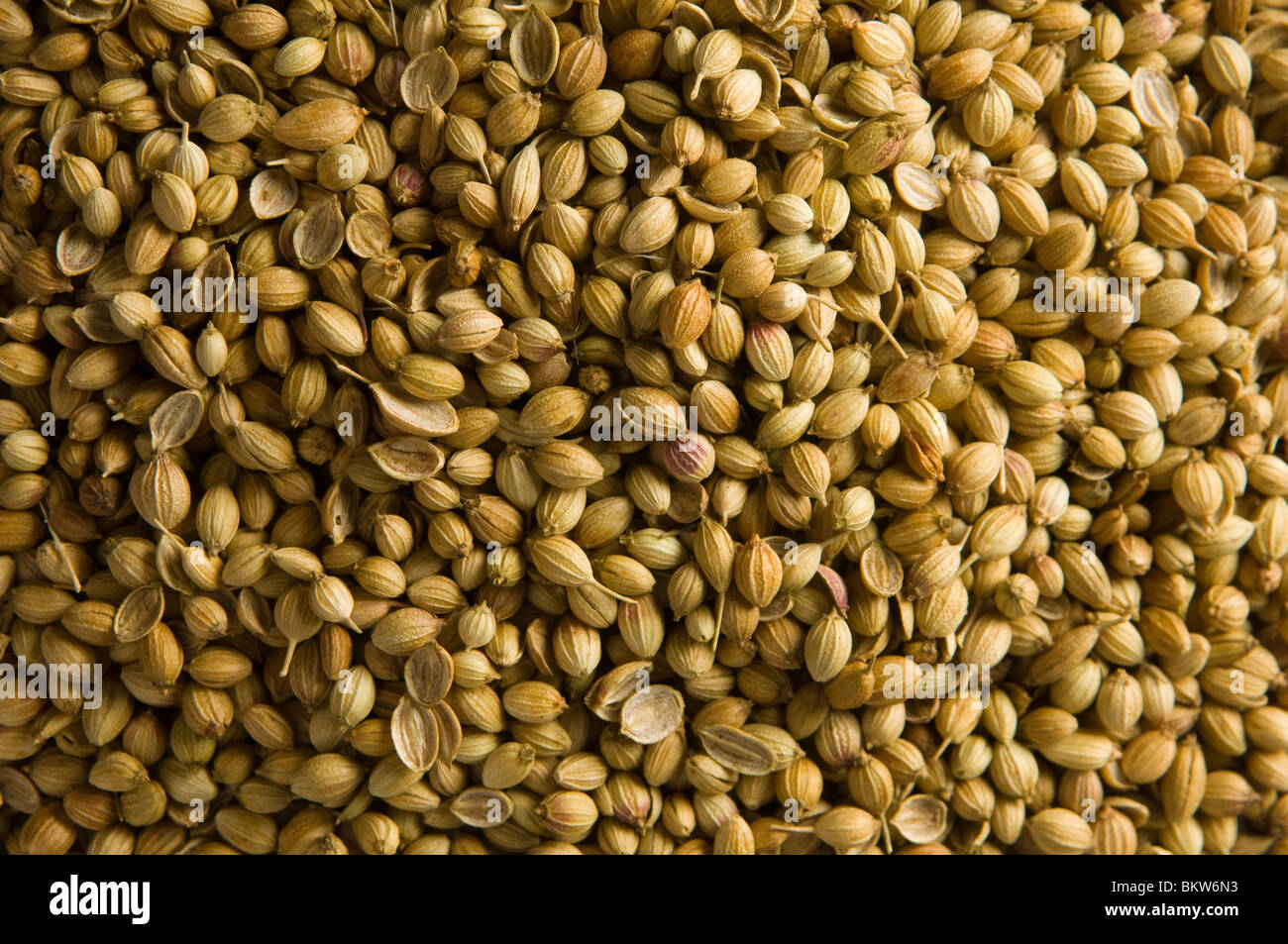 Whole dried coriander seeds Stock Photo - Alamy