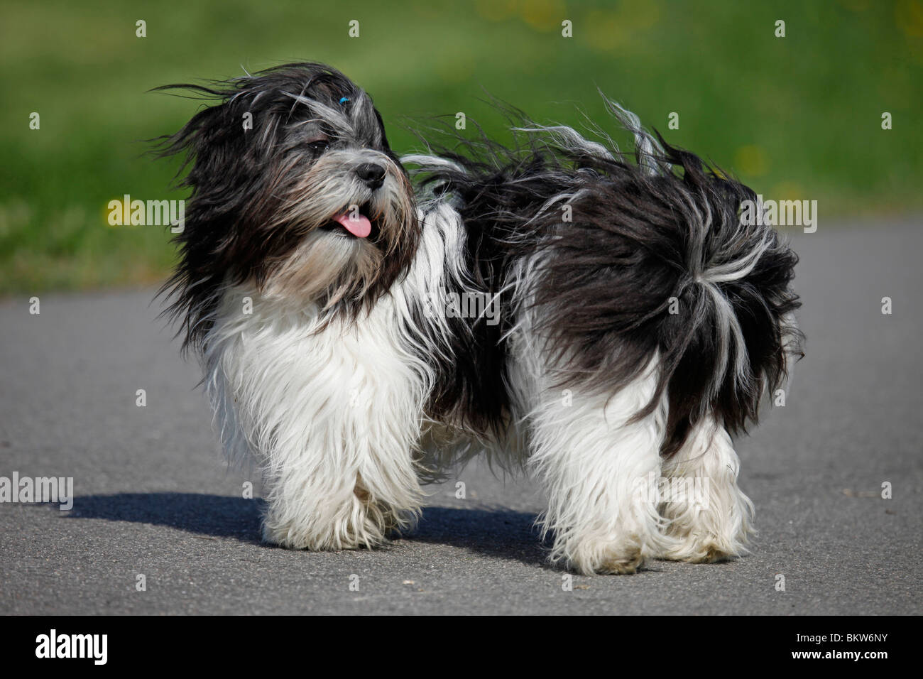 Lhasas hi-res stock photography and images - Alamy