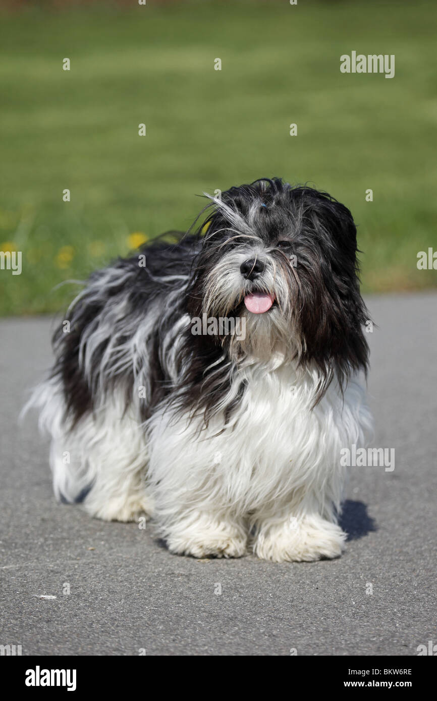 stehender Lhasa Apso / standing Lhasa Apso Stock Photo - Alamy