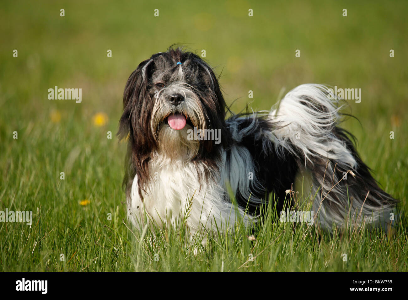 stehender Lhasa Apso / standing Lhasa Apso Stock Photo - Alamy
