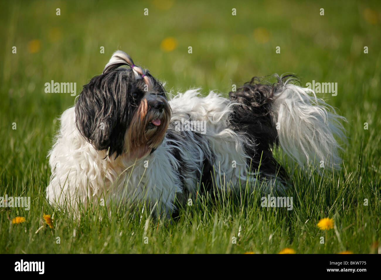stehender Lhasa Apso / standing Lhasa Apso Stock Photo - Alamy