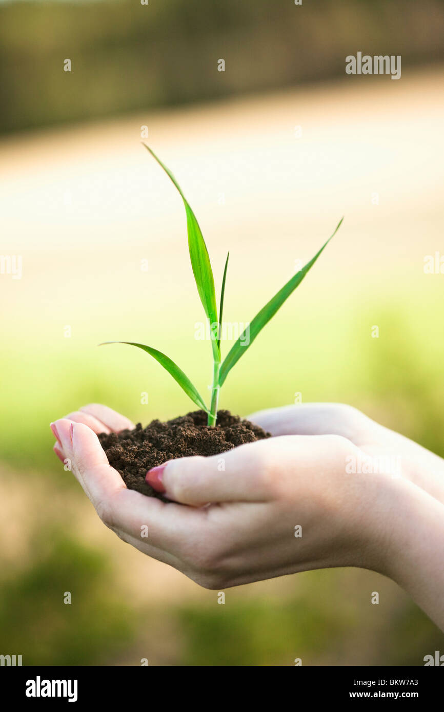Hands with soil hi-res stock photography and images - Alamy
