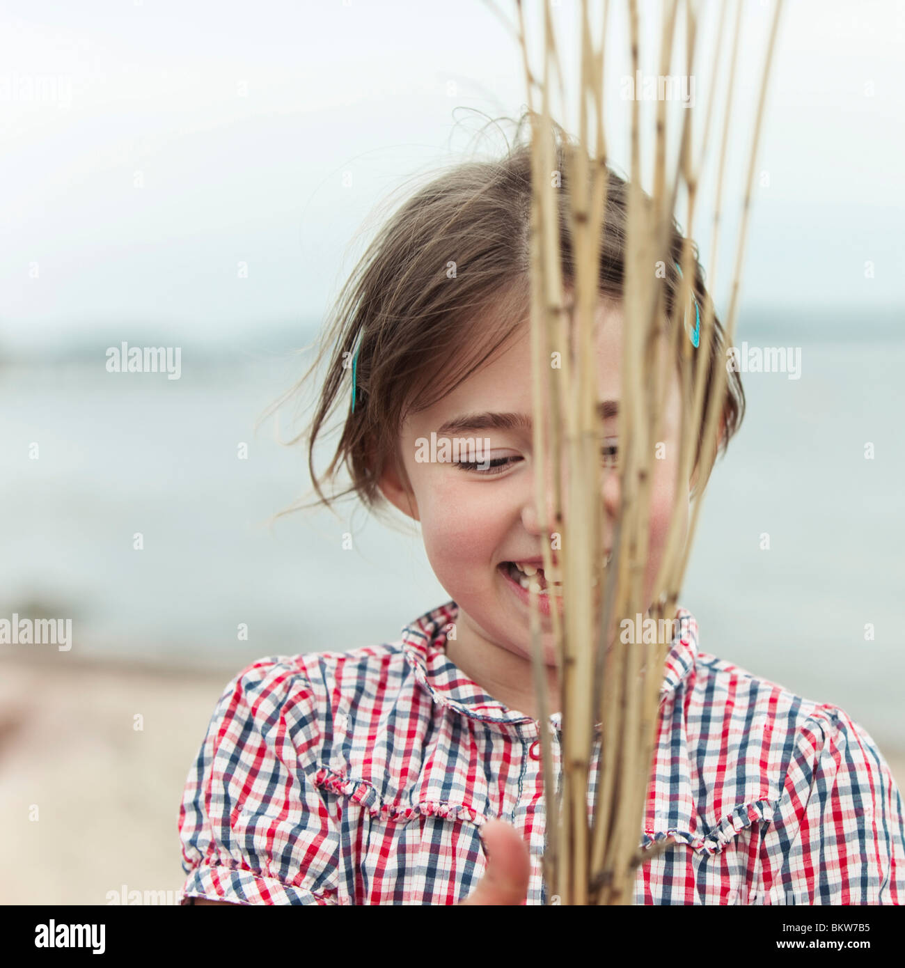 Reed At The Beach High Resolution Stock Photography and Images - Alamy