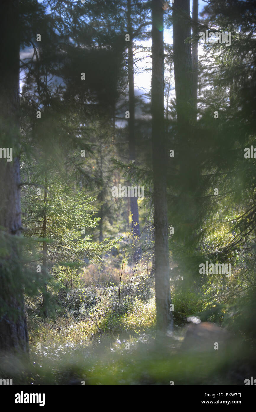 Small Wood High Resolution Stock Photography and Images - Alamy