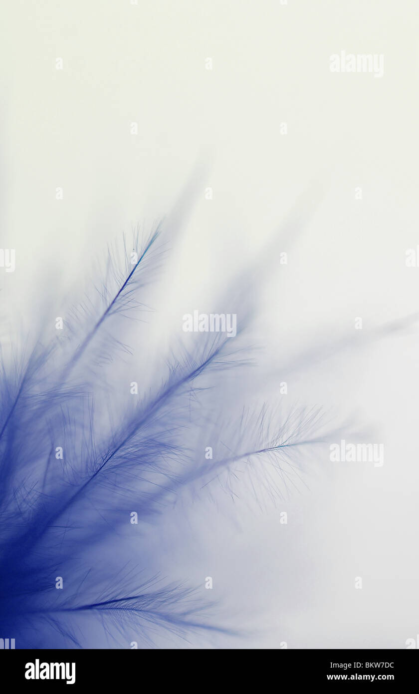 Blue Feather High Resolution Stock Photography and Images - Alamy