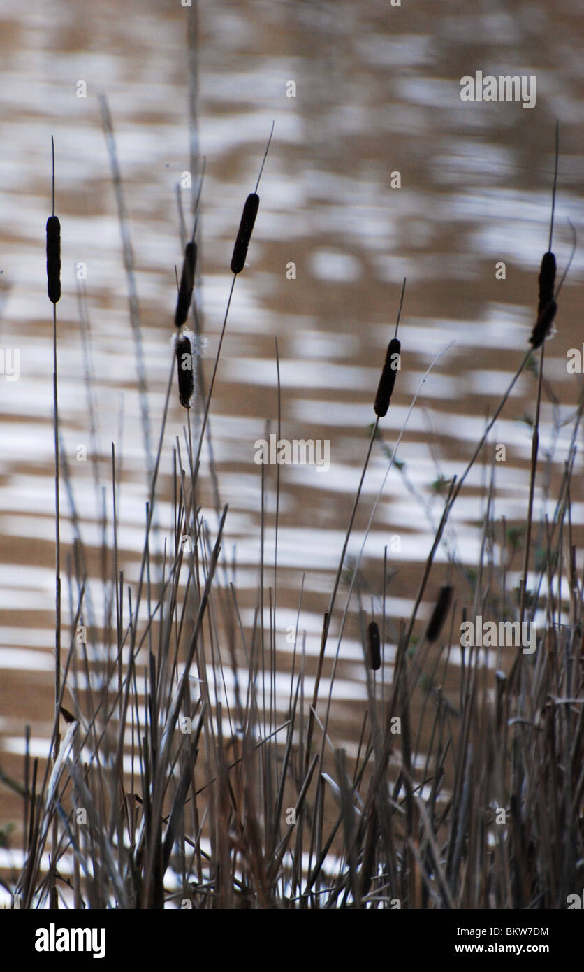 Bulrush High Resolution Stock Photography and Images - Alamy