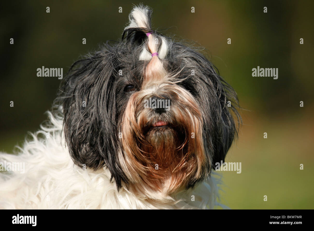 Lhasa apso portrait hi-res stock photography and images - Alamy