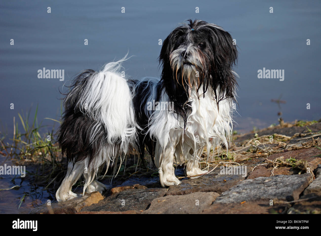 stehender Lhasa Apso / standing Lhasa Apso Stock Photo - Alamy