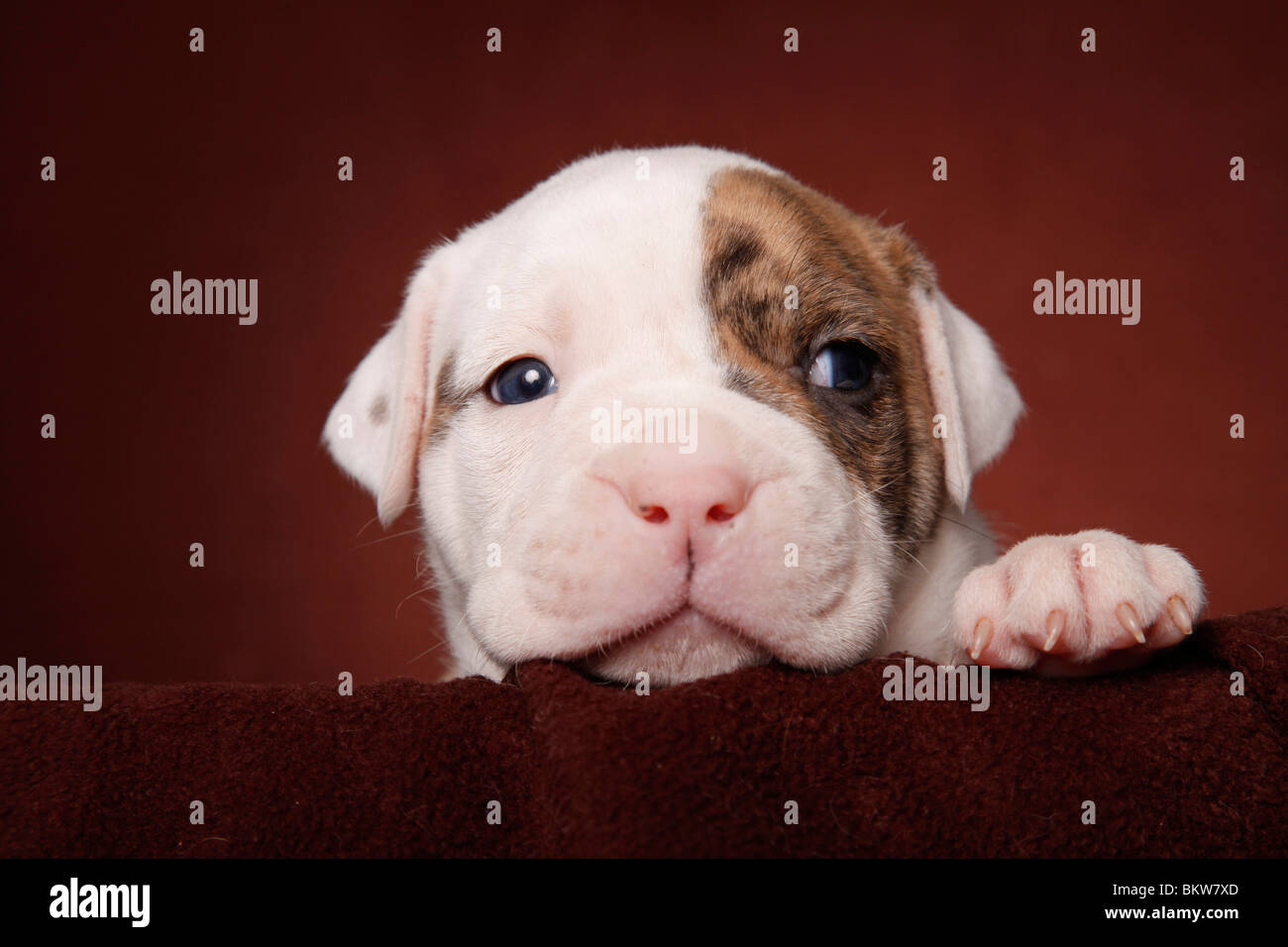 American Bulldog Welpe / American Bulldog puppy Stock Photo - Alamy