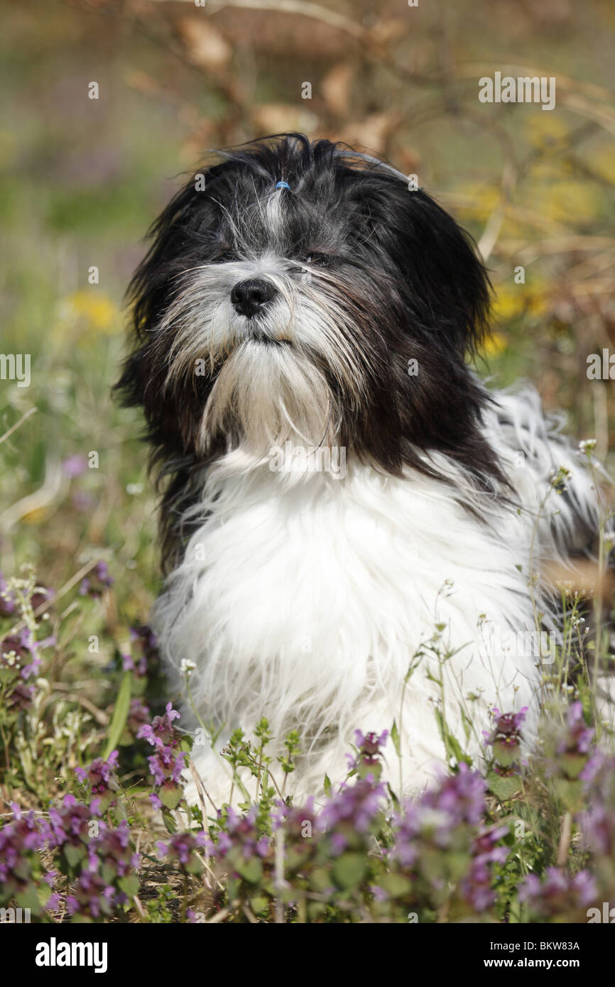Lhasas hi-res stock photography and images - Alamy