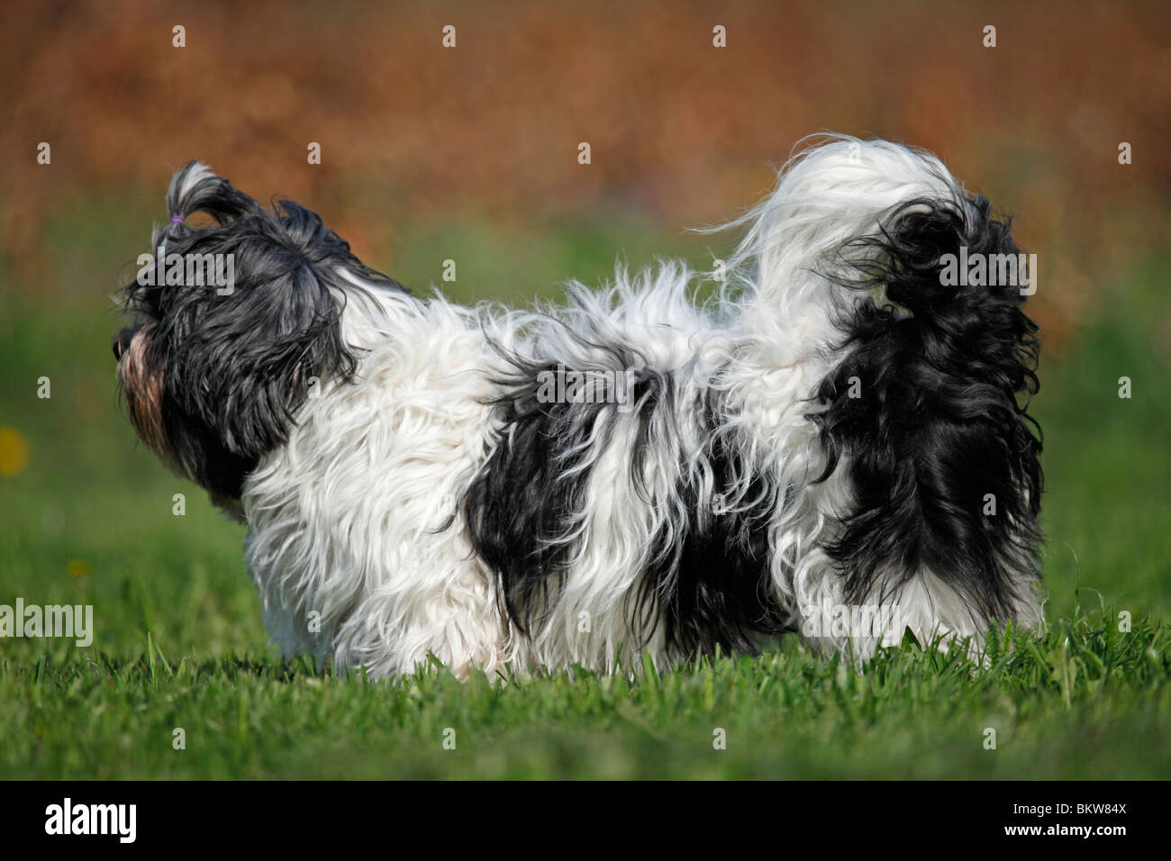 stehender Lhasa Apso / standing Lhasa Apso Stock Photo - Alamy