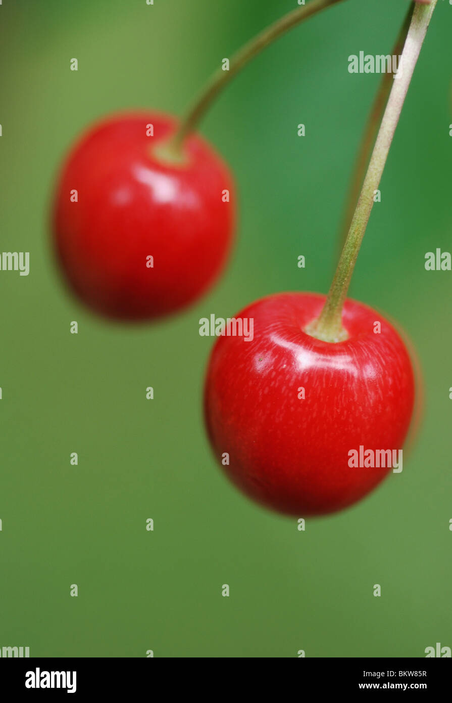 Pair Of Cherries High Resolution Stock Photography and Images - Alamy
