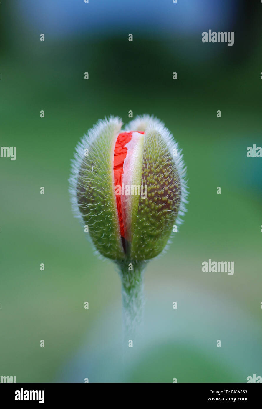 Poppy Stem High Resolution Stock Photography and Images - Alamy
