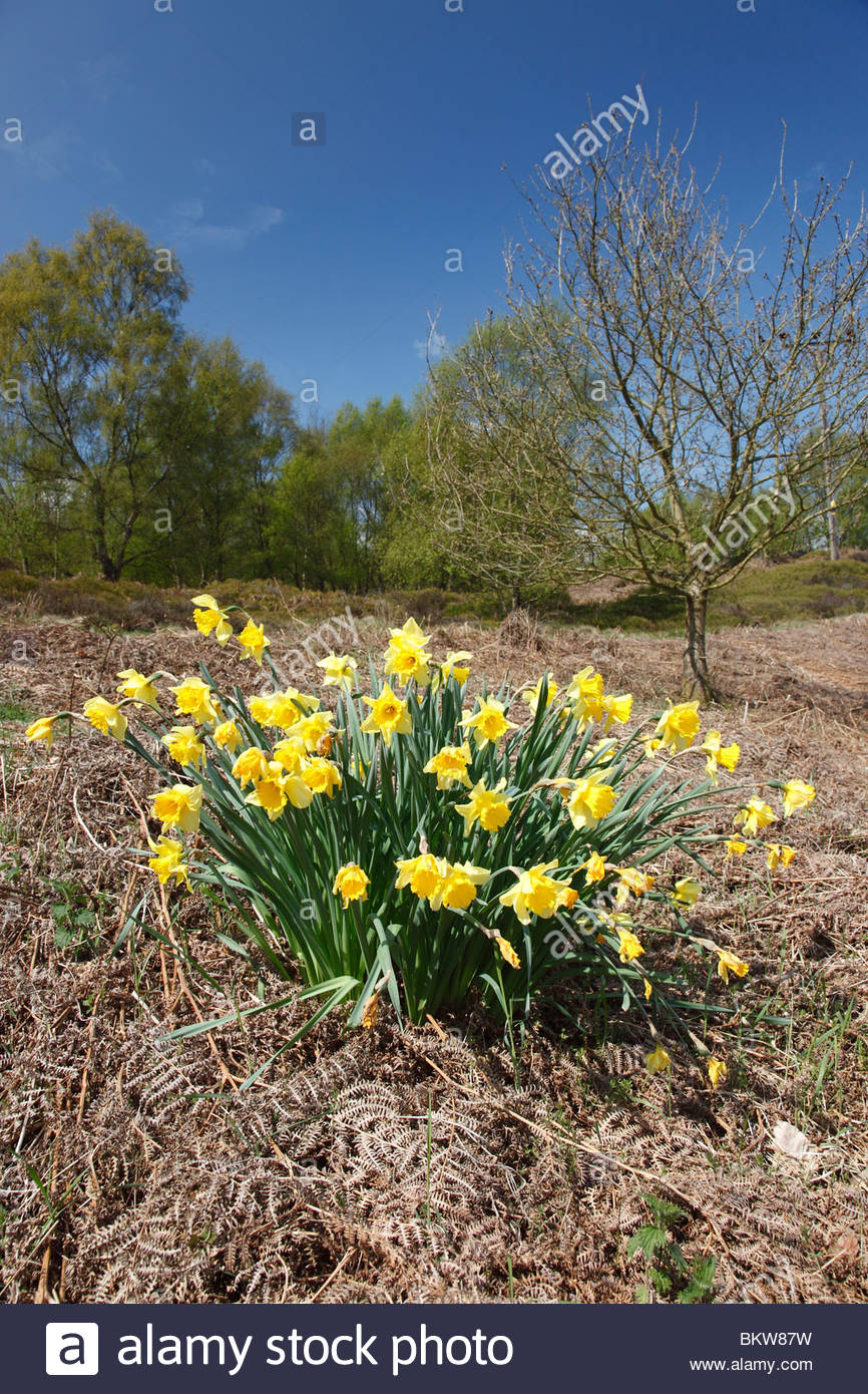 Druids Altar High Resolution Stock Photography and Images - Alamy