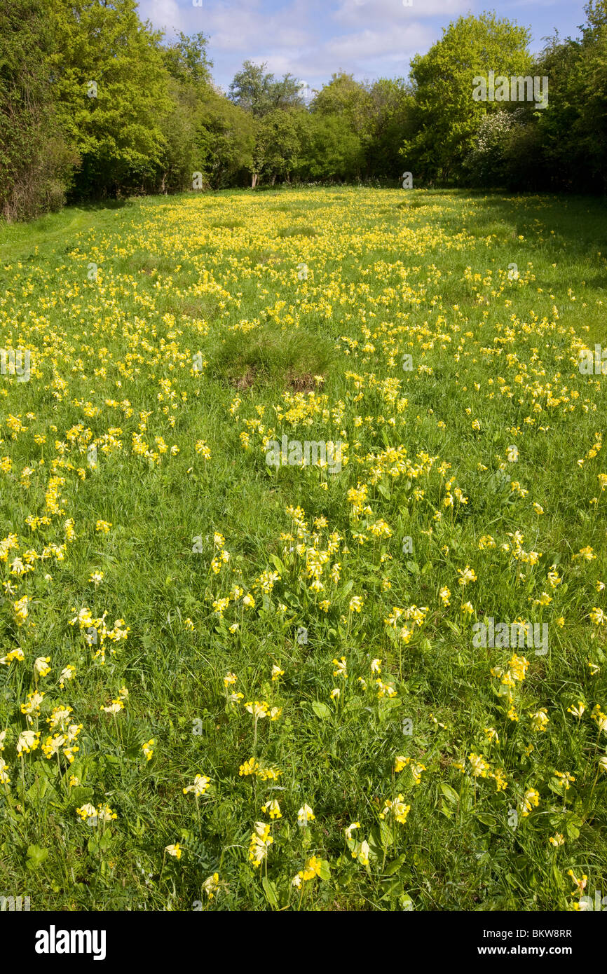 Cowslips in meadow Oxfordshire Stock Photo - Alamy