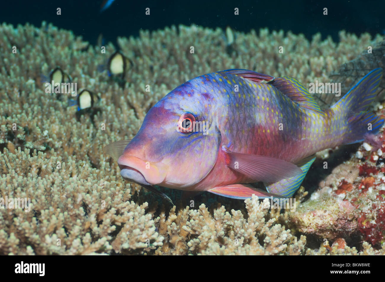 Bifasciatus hi-res stock photography and images - Alamy