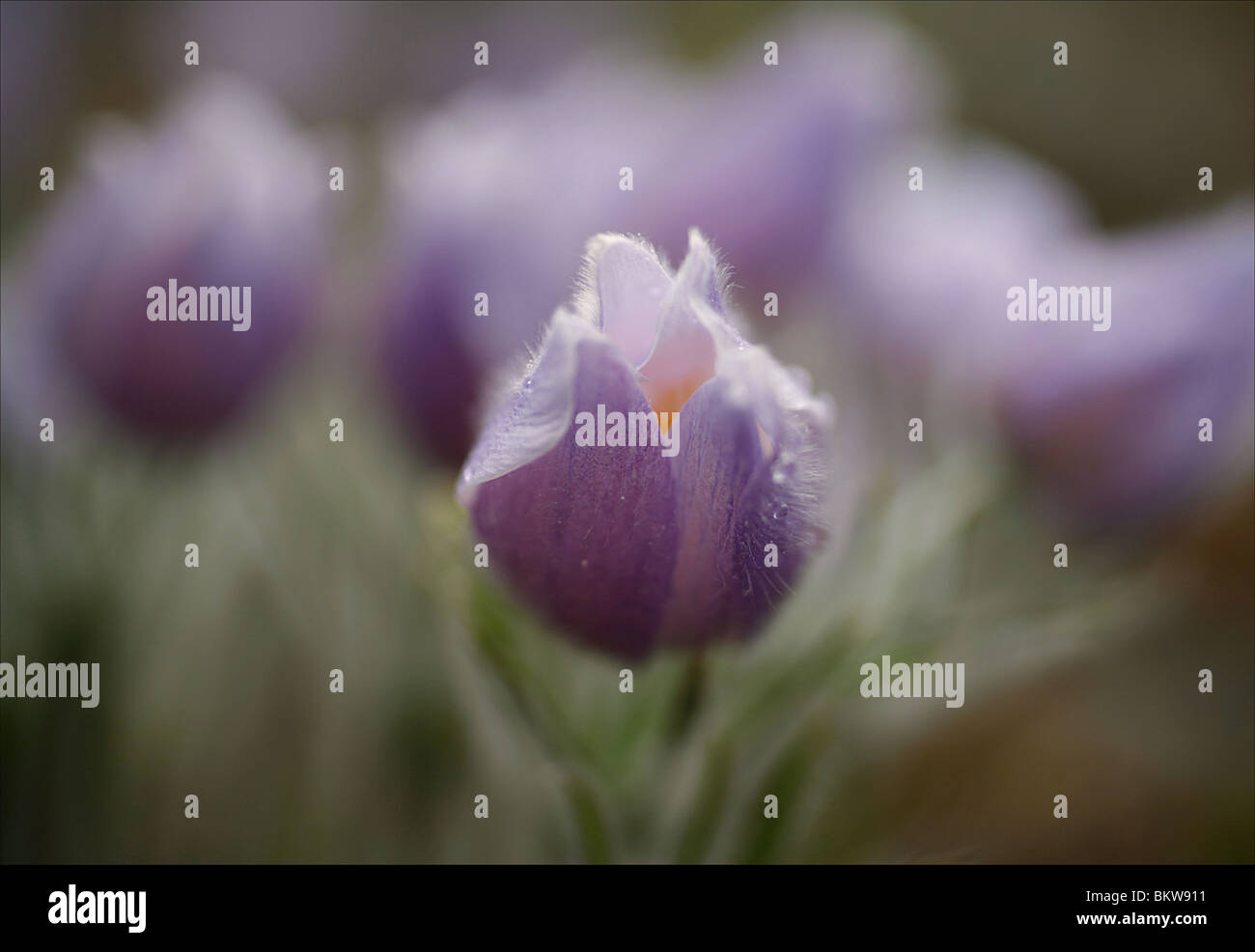 Macro photo of Parry Harebell or Purple Bellflower, Campanula parryi ...