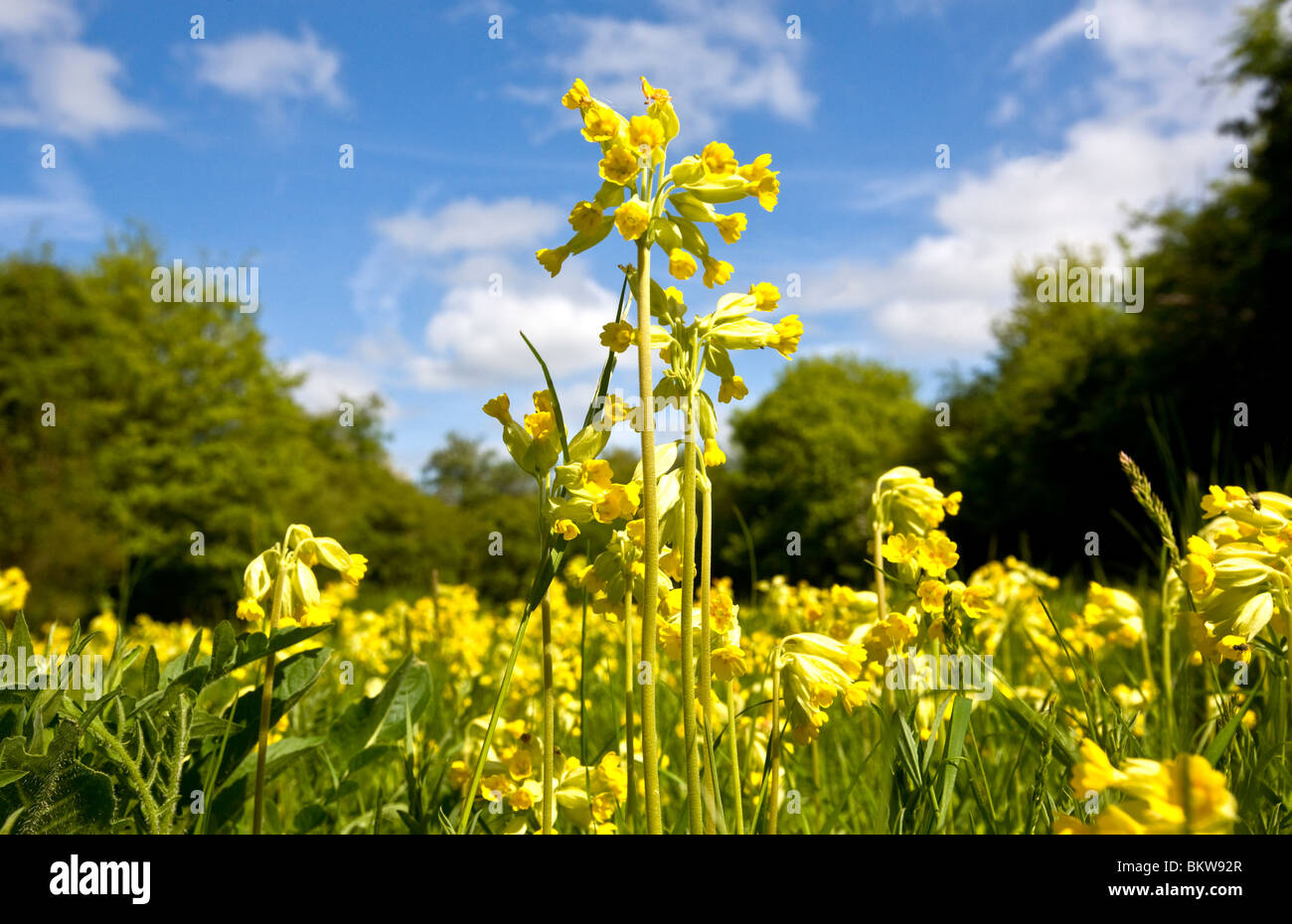 Cowslips in meadow Oxfordshire Stock Photo - Alamy