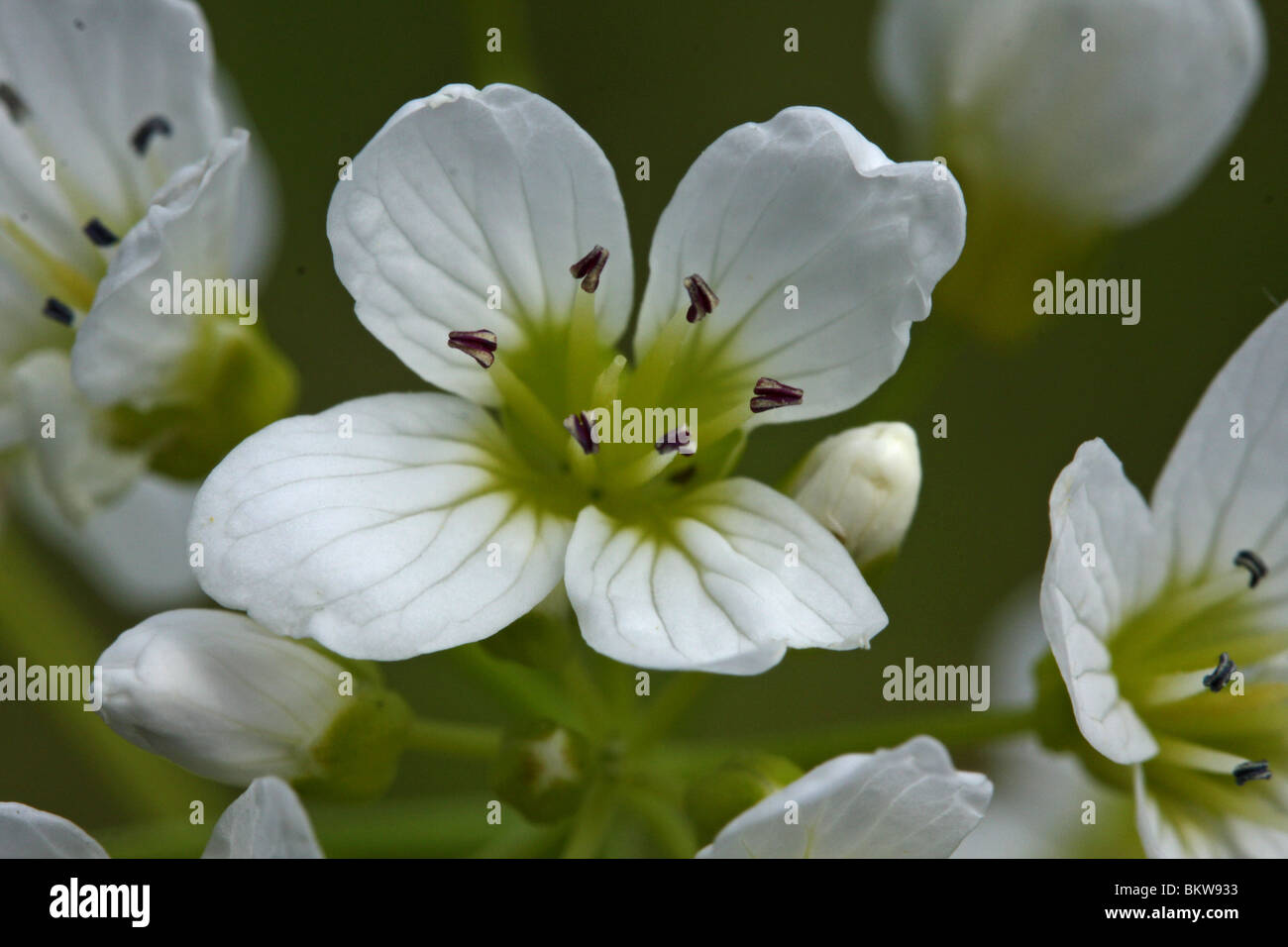 close-up bovenaanzicht van bloem Stock Photo - Alamy