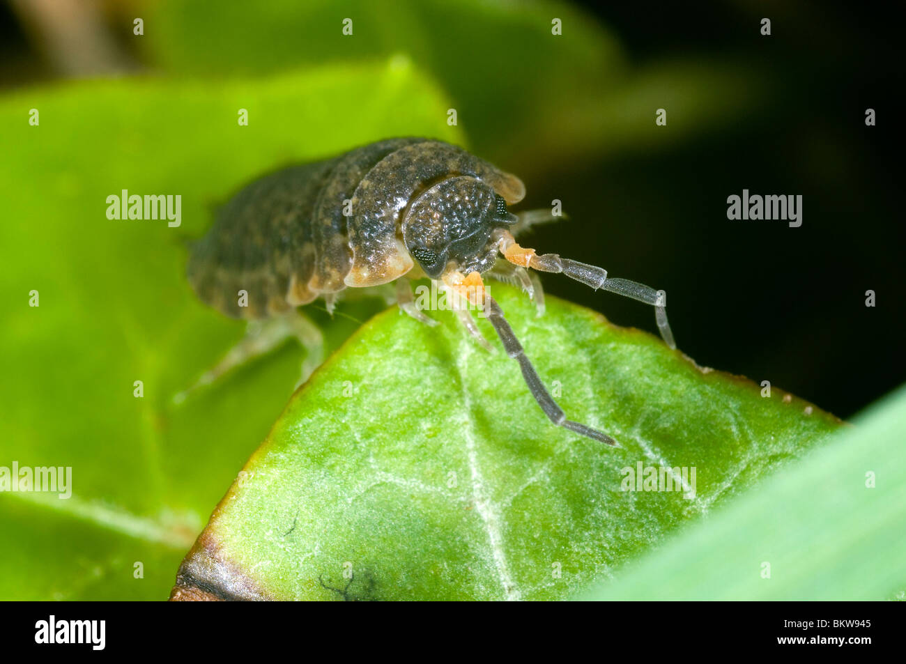 Extreme close up of the common woodlouse (Oniscus asellus) on a leaf ...