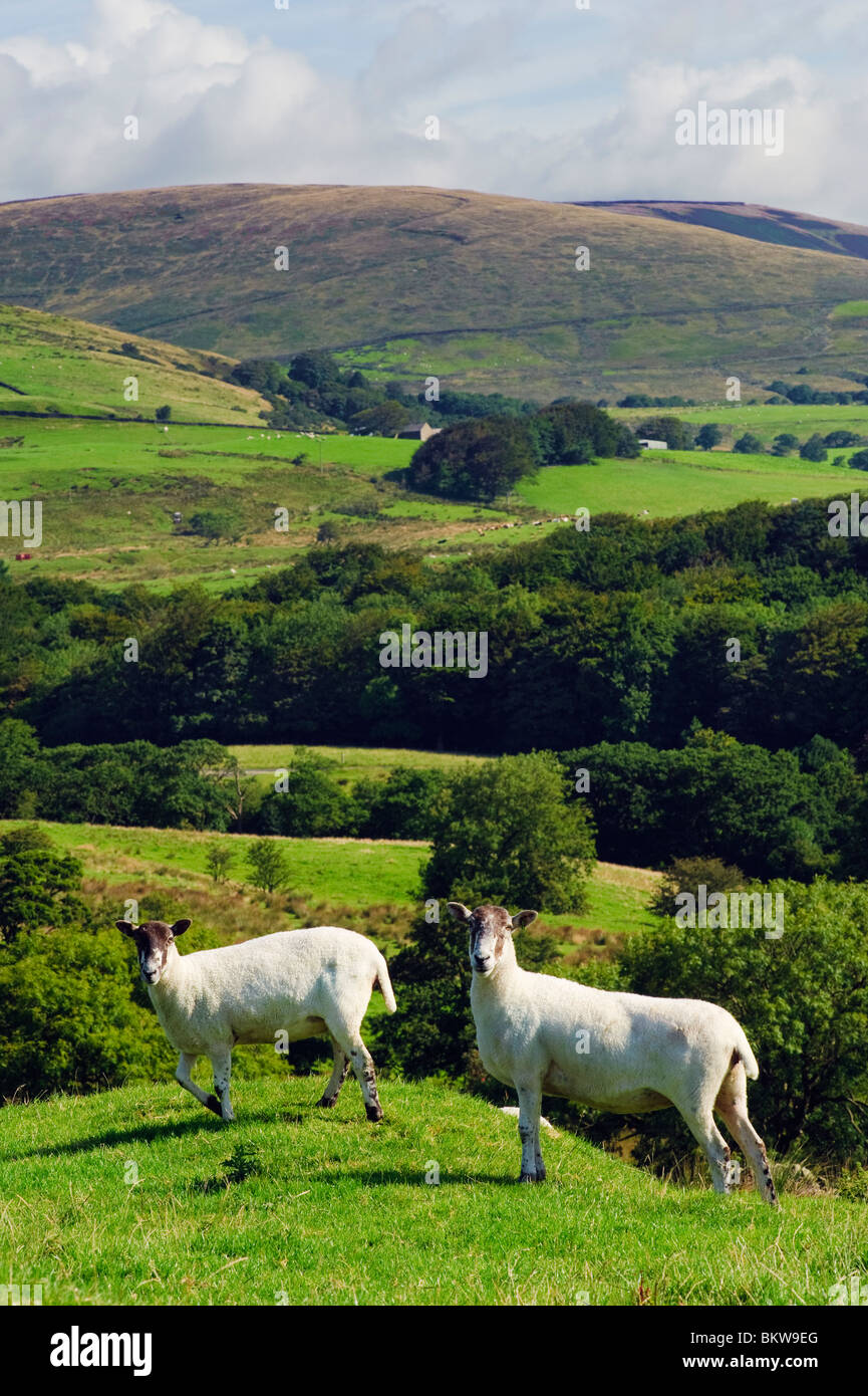 Ribble valley sheep hi-res stock photography and images - Alamy