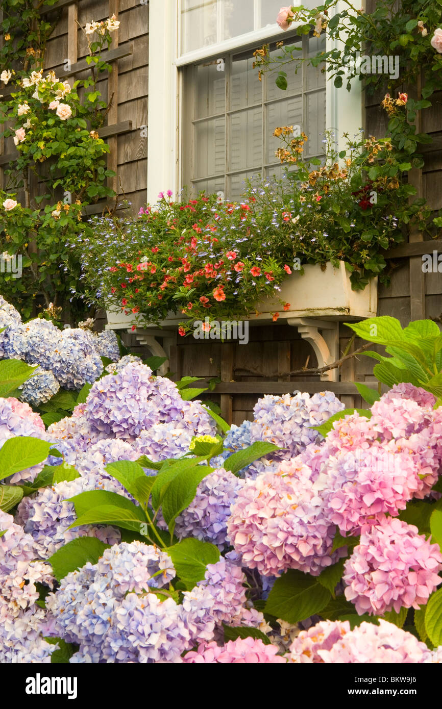 Nantucket hydrangea hi-res stock photography and images - Alamy