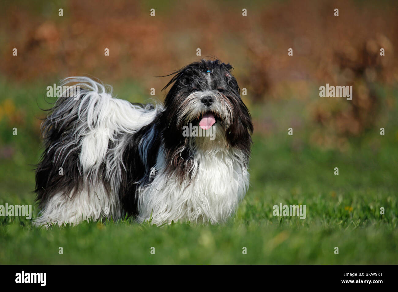 Lhasa apsos hi-res stock photography and images - Alamy
