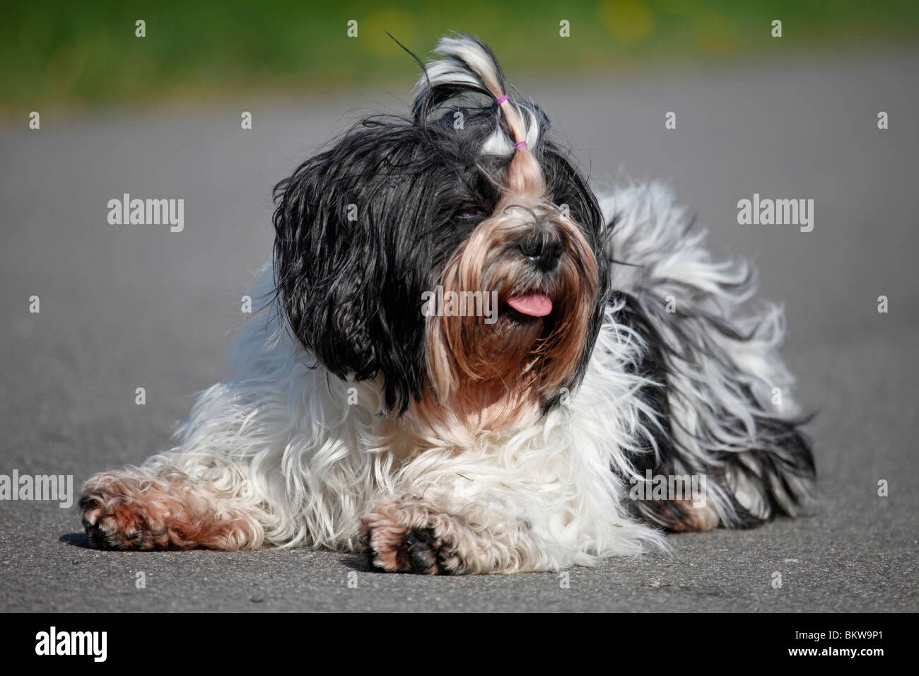 Lying lhasa apso hi-res stock photography and images - Alamy