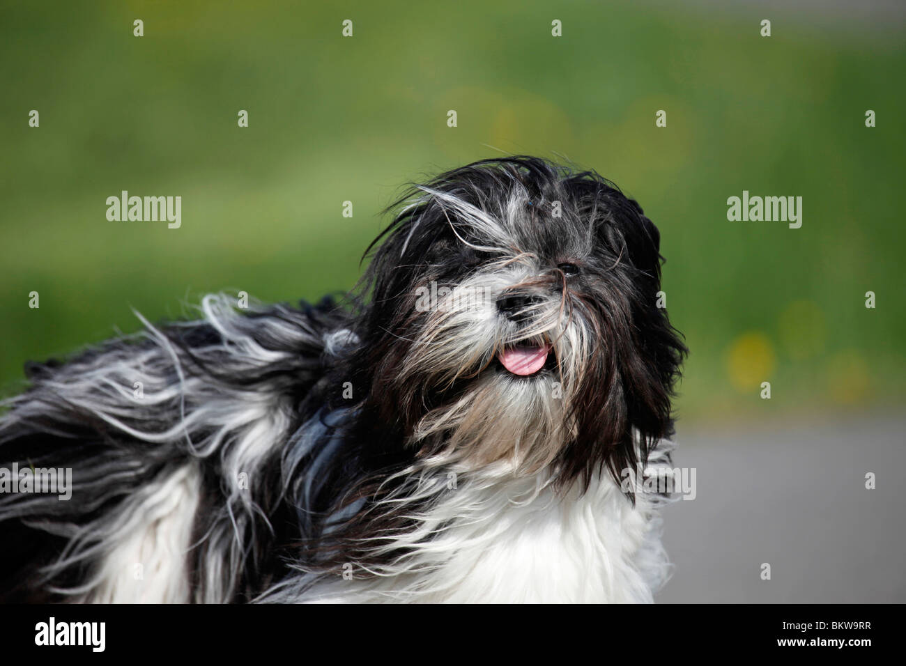 Lhasa apso portrait hi-res stock photography and images - Alamy
