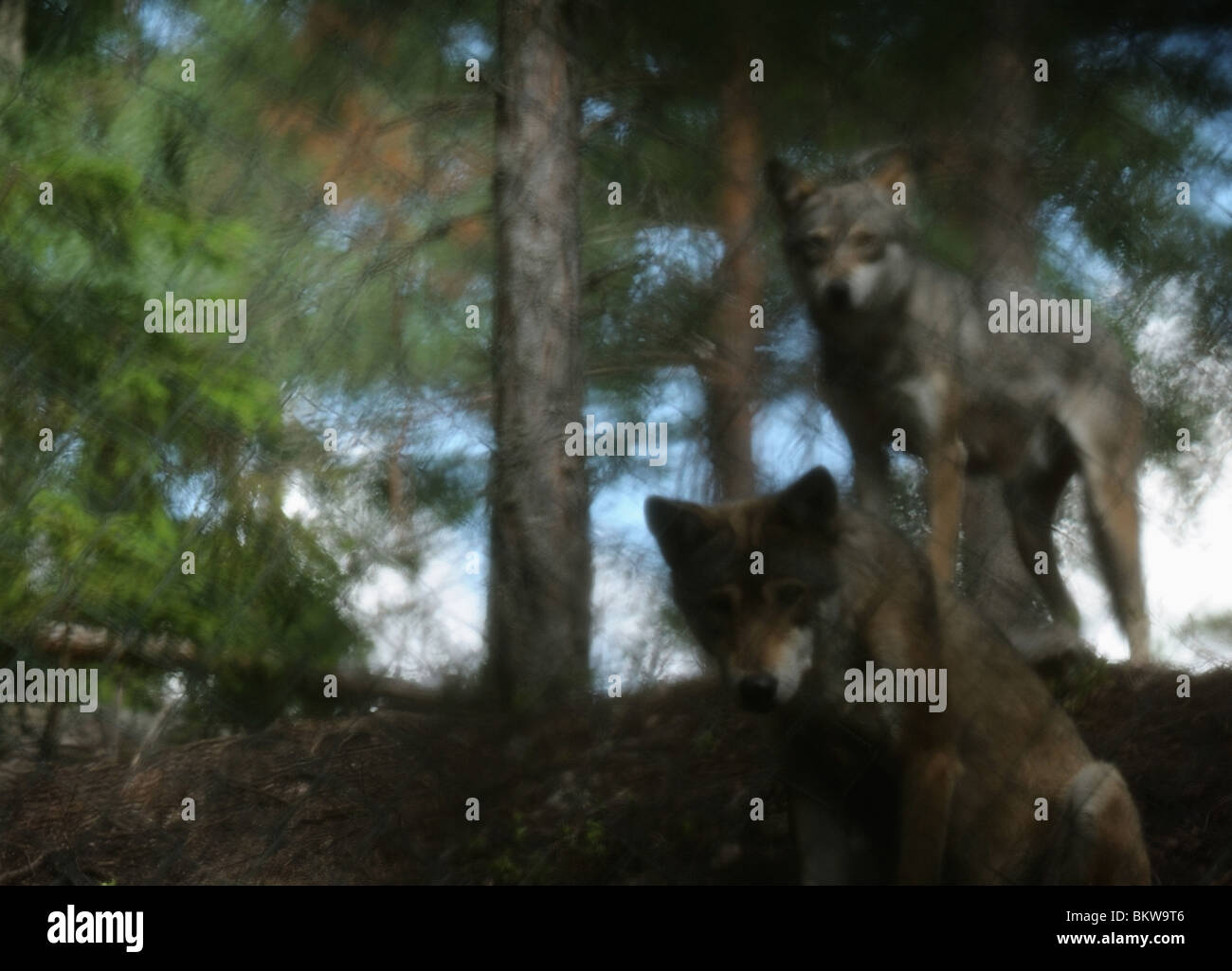 Wolves tree hi-res stock photography and images - Alamy