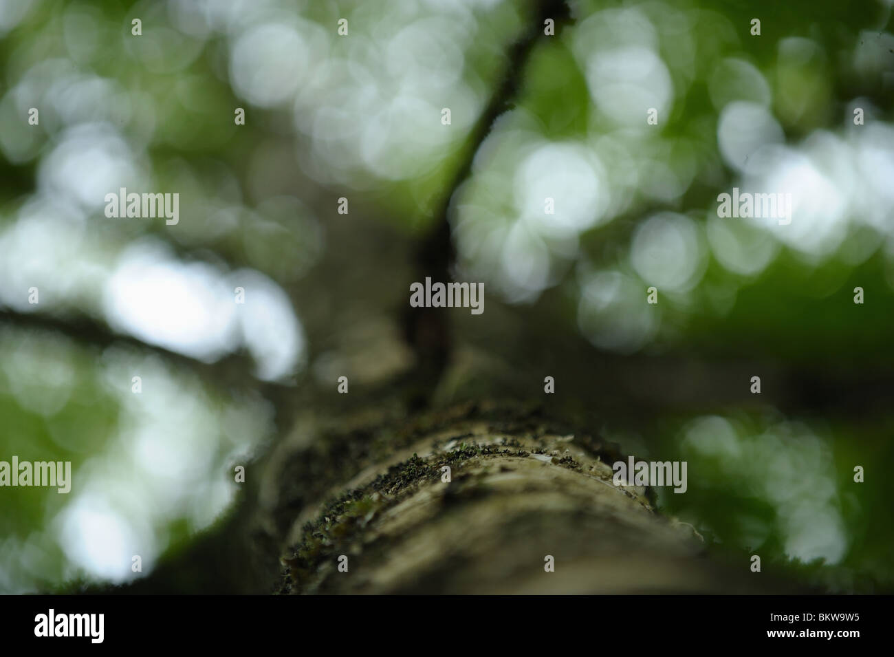 Trunk treetrunk hi-res stock photography and images - Alamy