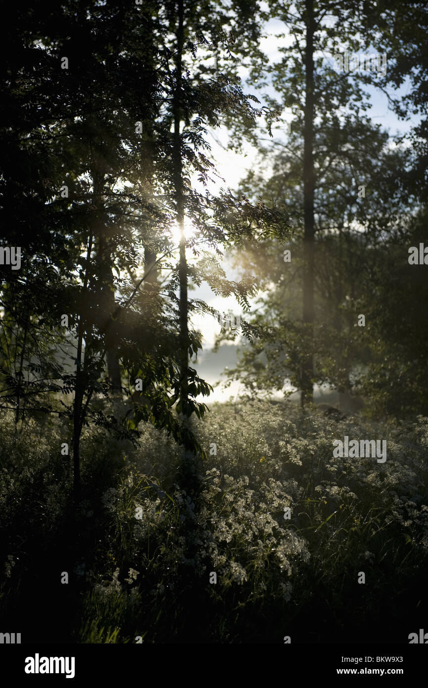 Water edge plants hi-res stock photography and images - Alamy