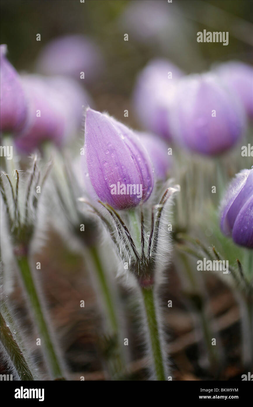 Parry harebell or purple bellflower hi-res stock photography and images ...