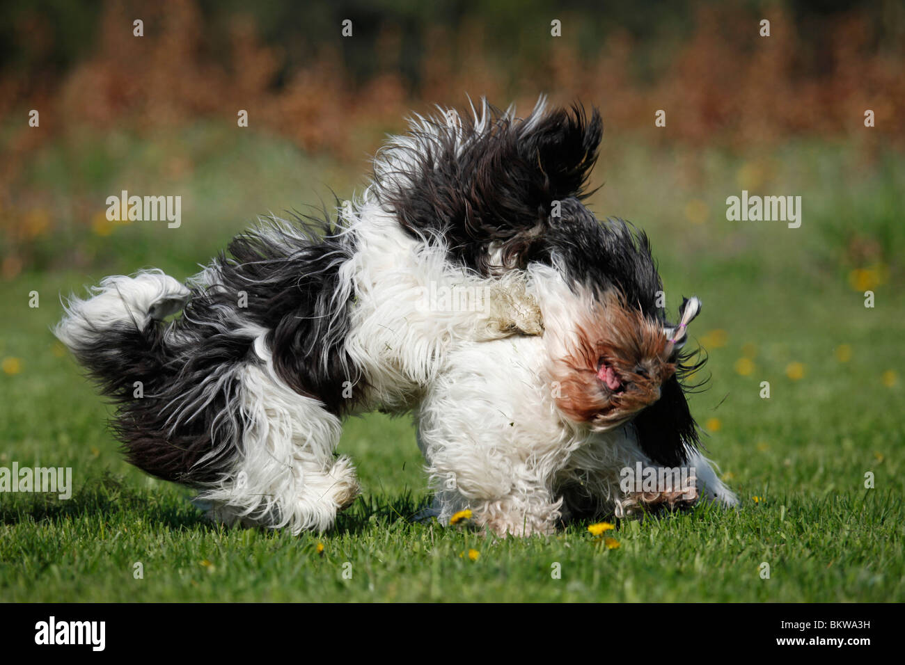 Long haired lhasa dog hi-res stock photography and images - Alamy