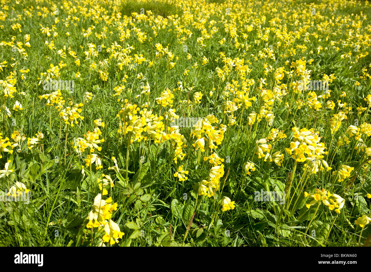 Cowslips in meadow Oxfordshire Stock Photo - Alamy