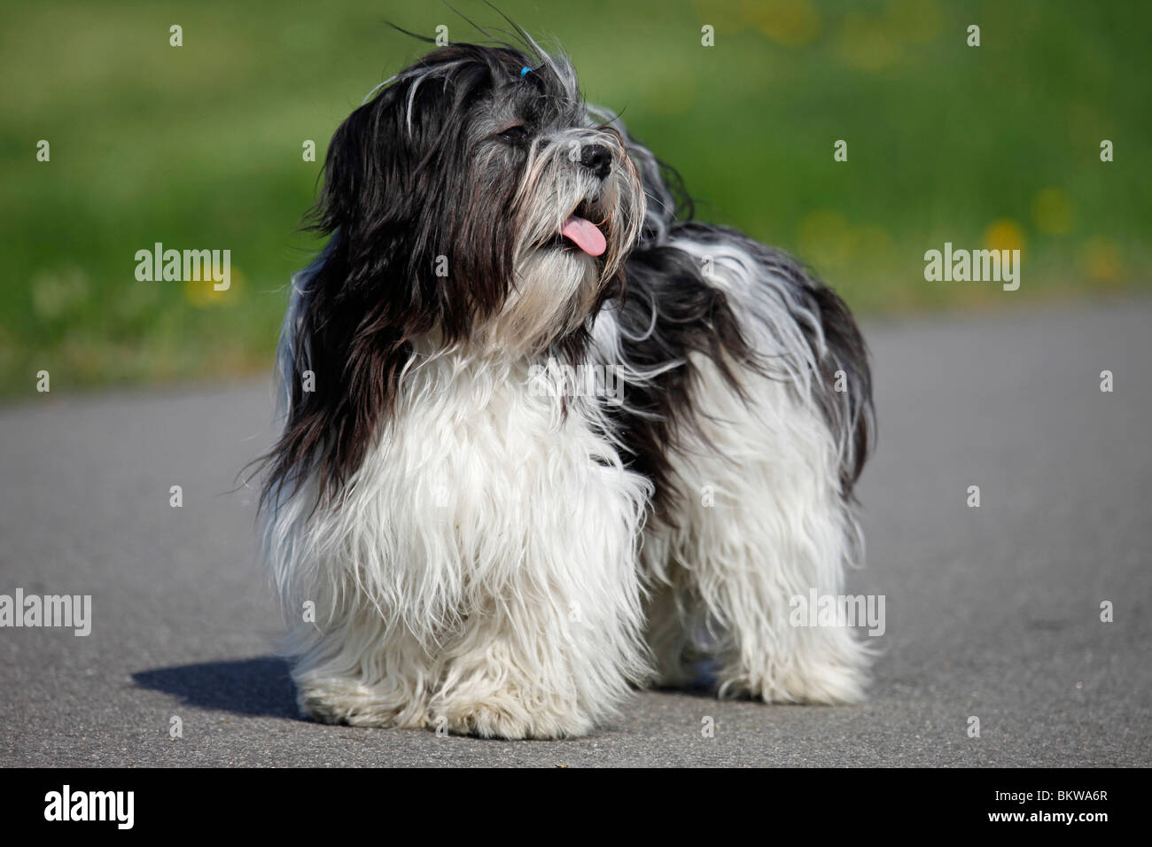 Lhasa apsos hi-res stock photography and images - Alamy