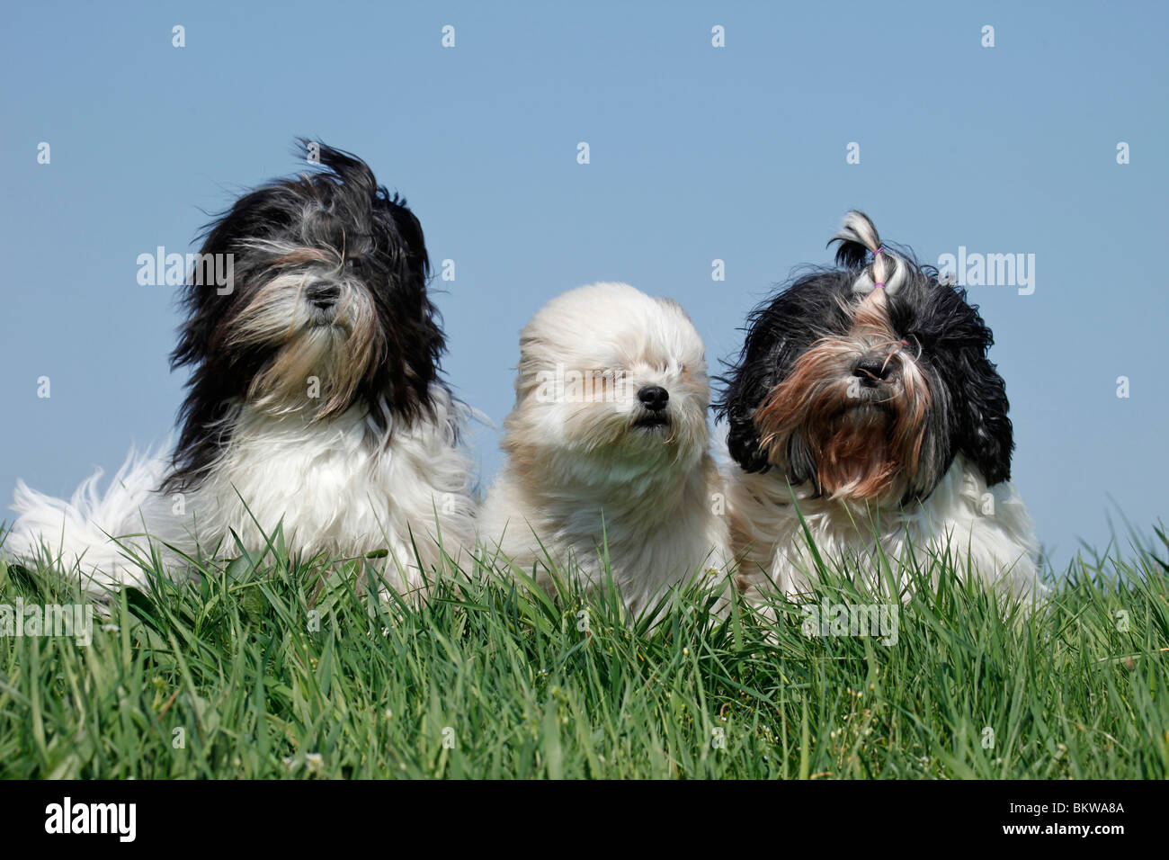 Lhasa apso hi-res stock photography and images - Alamy