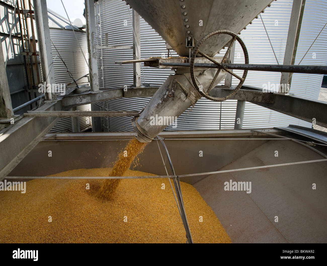 Loading corn into truck Stock Photo - Alamy