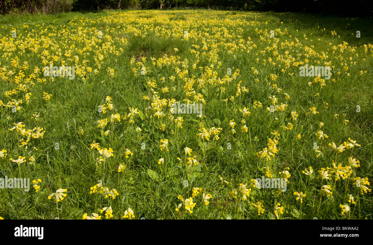 Cowslips in meadow Oxfordshire Stock Photo - Alamy