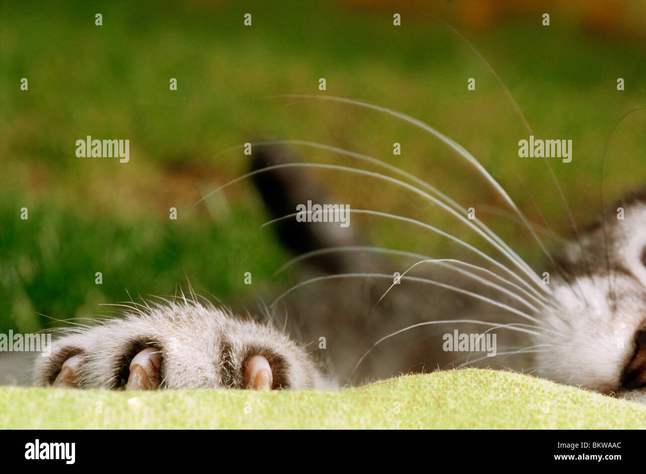 Cat creeping inside hi-res stock photography and images - Alamy