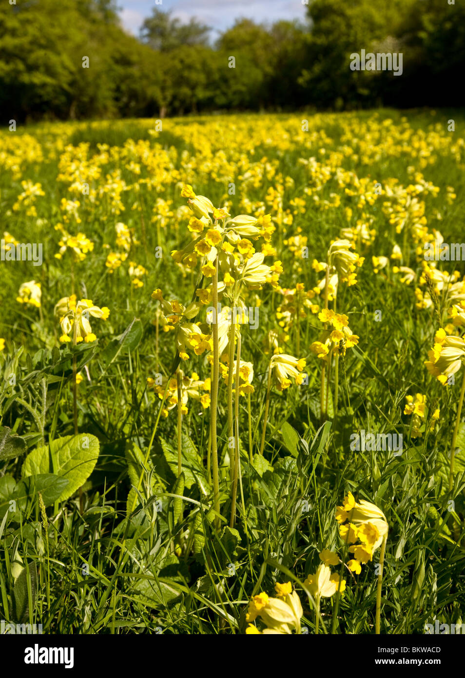 Cowslips in meadow Oxfordshire Stock Photo - Alamy