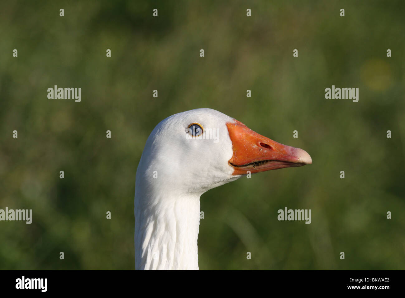 Gansen hi-res stock photography and images - Alamy